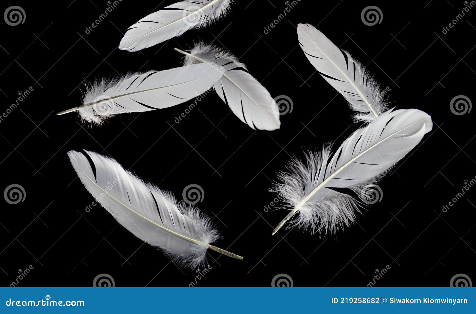 Group of White Bird Feathers Falling Down in the Dark. Black Background ...