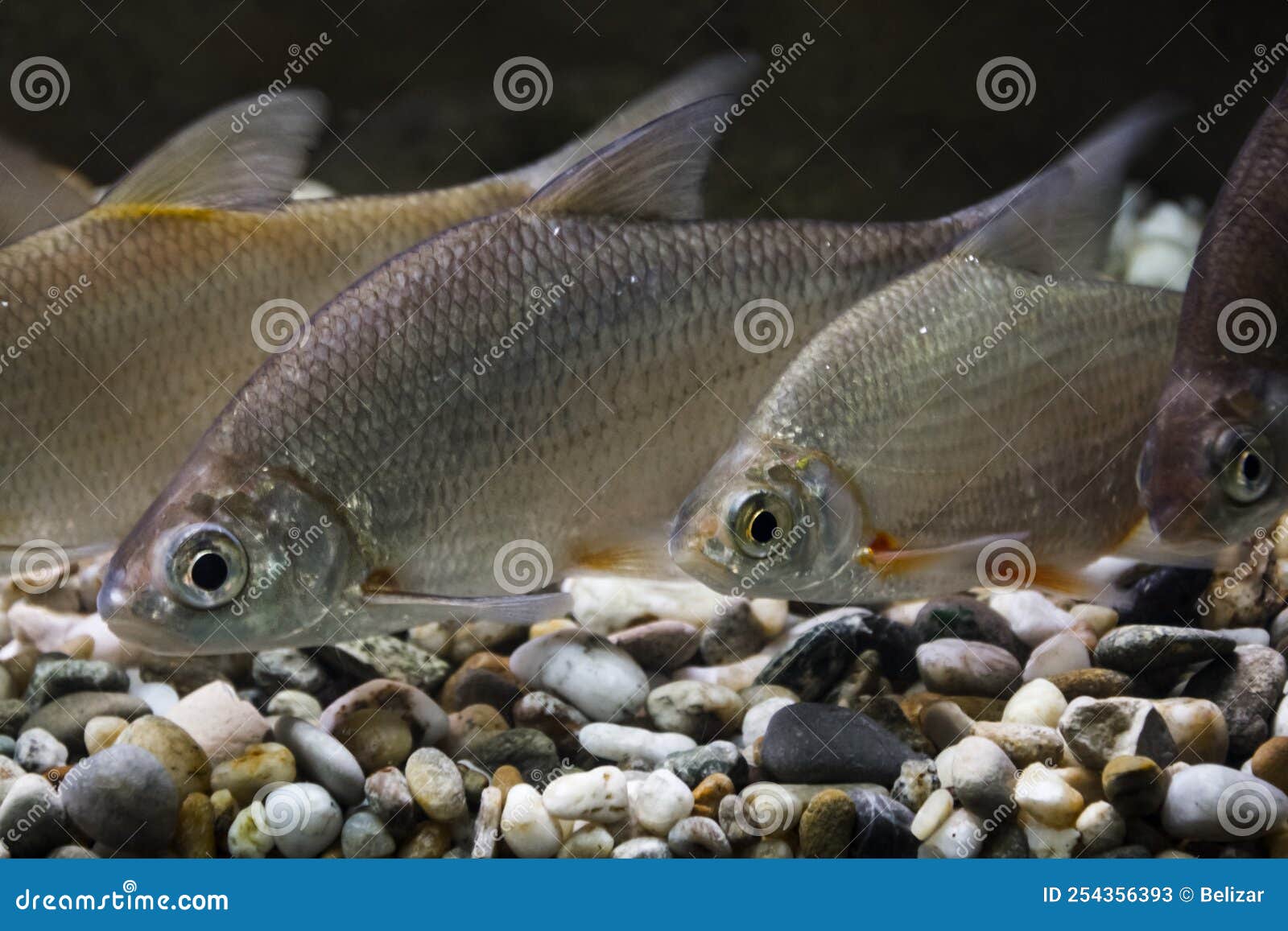 Group of White Bream in the Water Stock Image - Image of fish, water ...