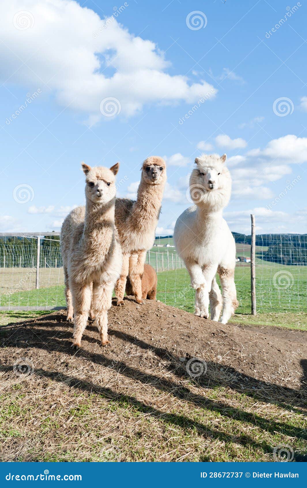 Group of White and Brown Alpacas Stock Image - Image of cultivation ...
