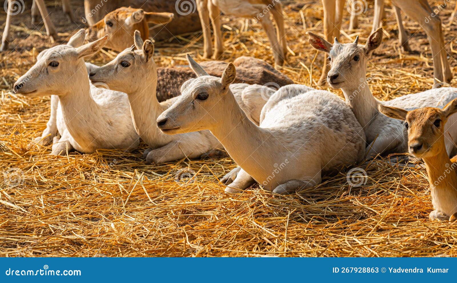 A Group of White Bucks Resting Stock Image - Image of mammal, camera ...