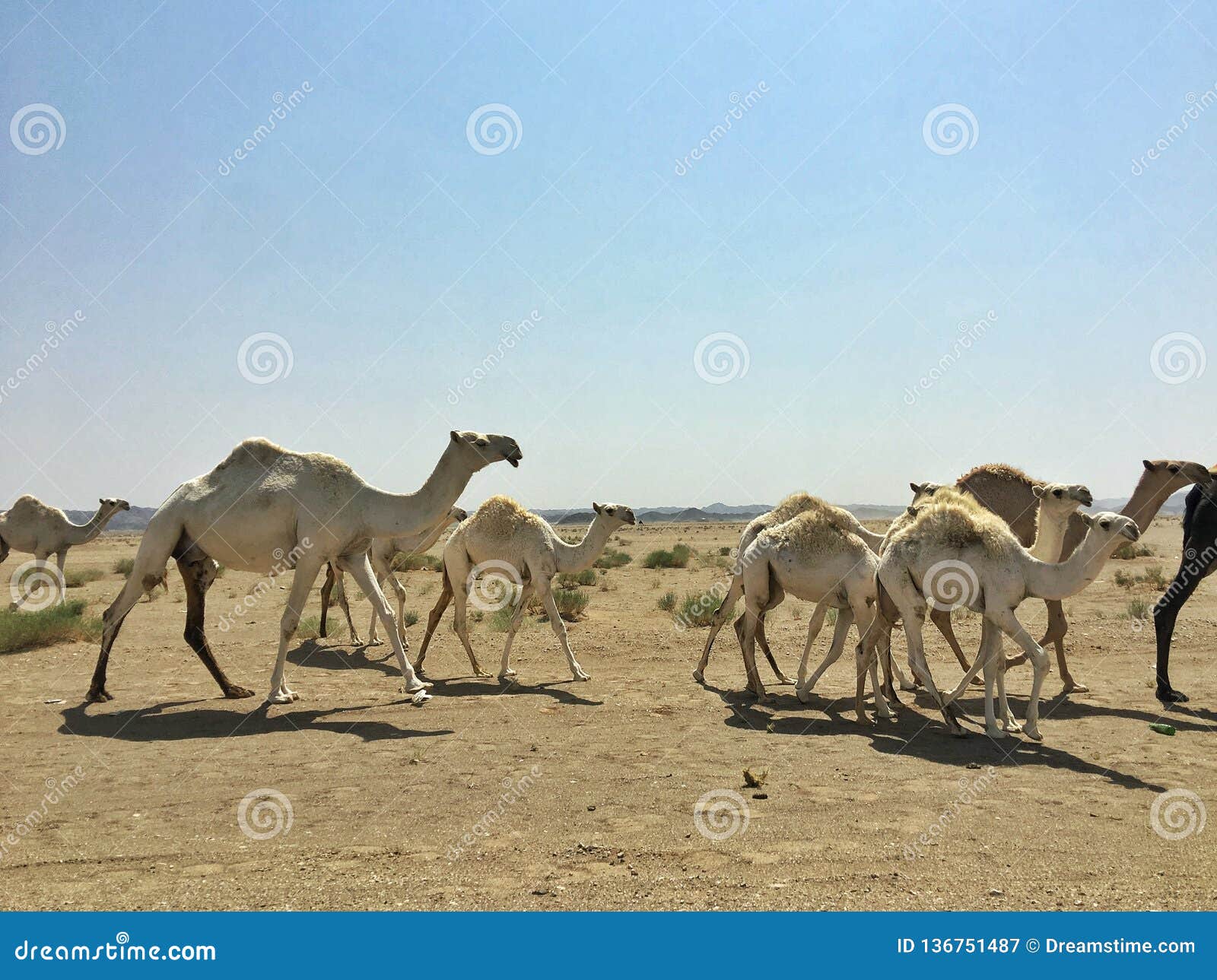 Camel migration stock image. Image of camel, group, arabia - 136751487