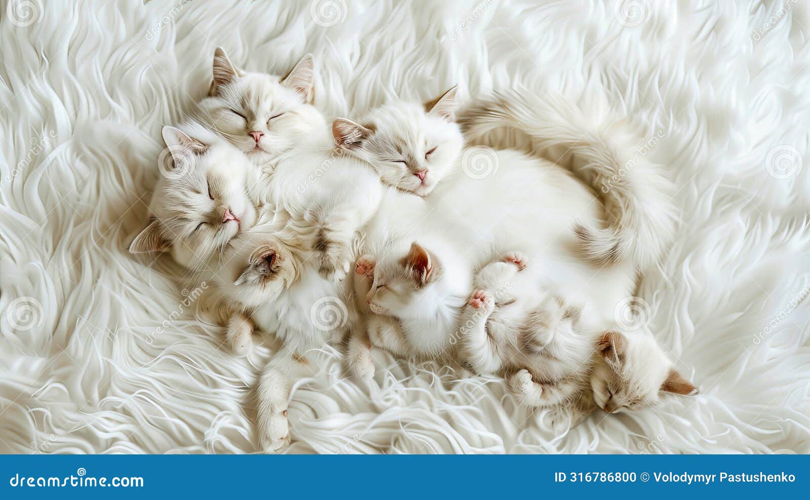 A Group of White Cats Sleeping on a Fluffy Rug Stock Photo - Image of ...