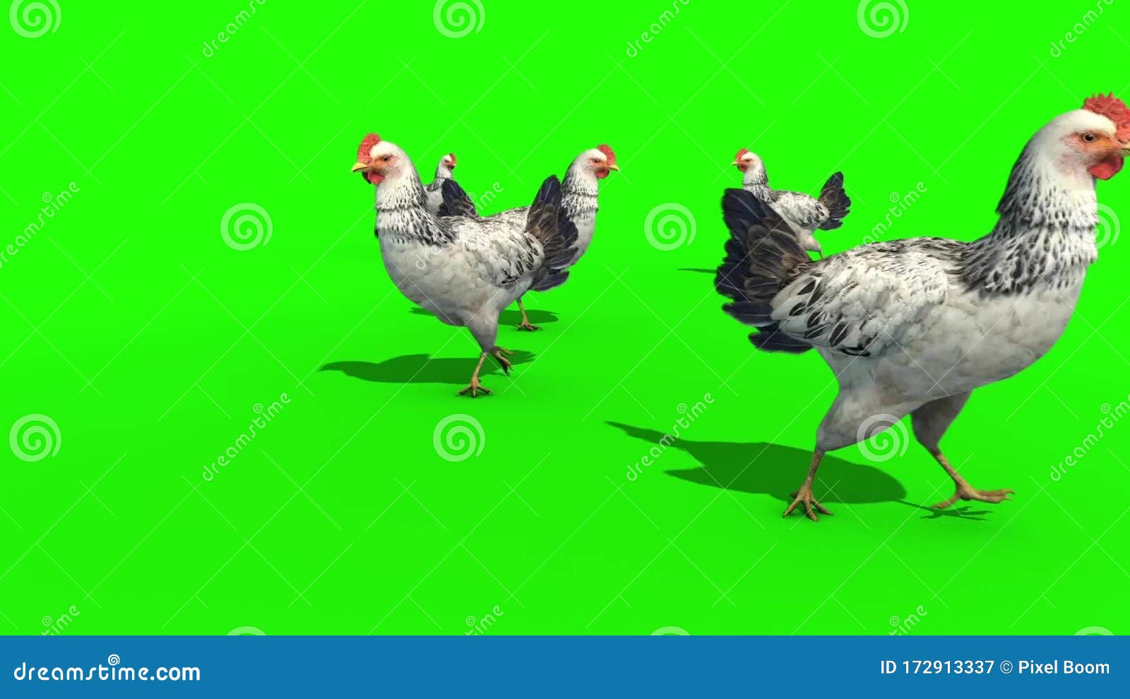 Group of White Chicken Walk Front Green Screen 3D Rendering Animation ...