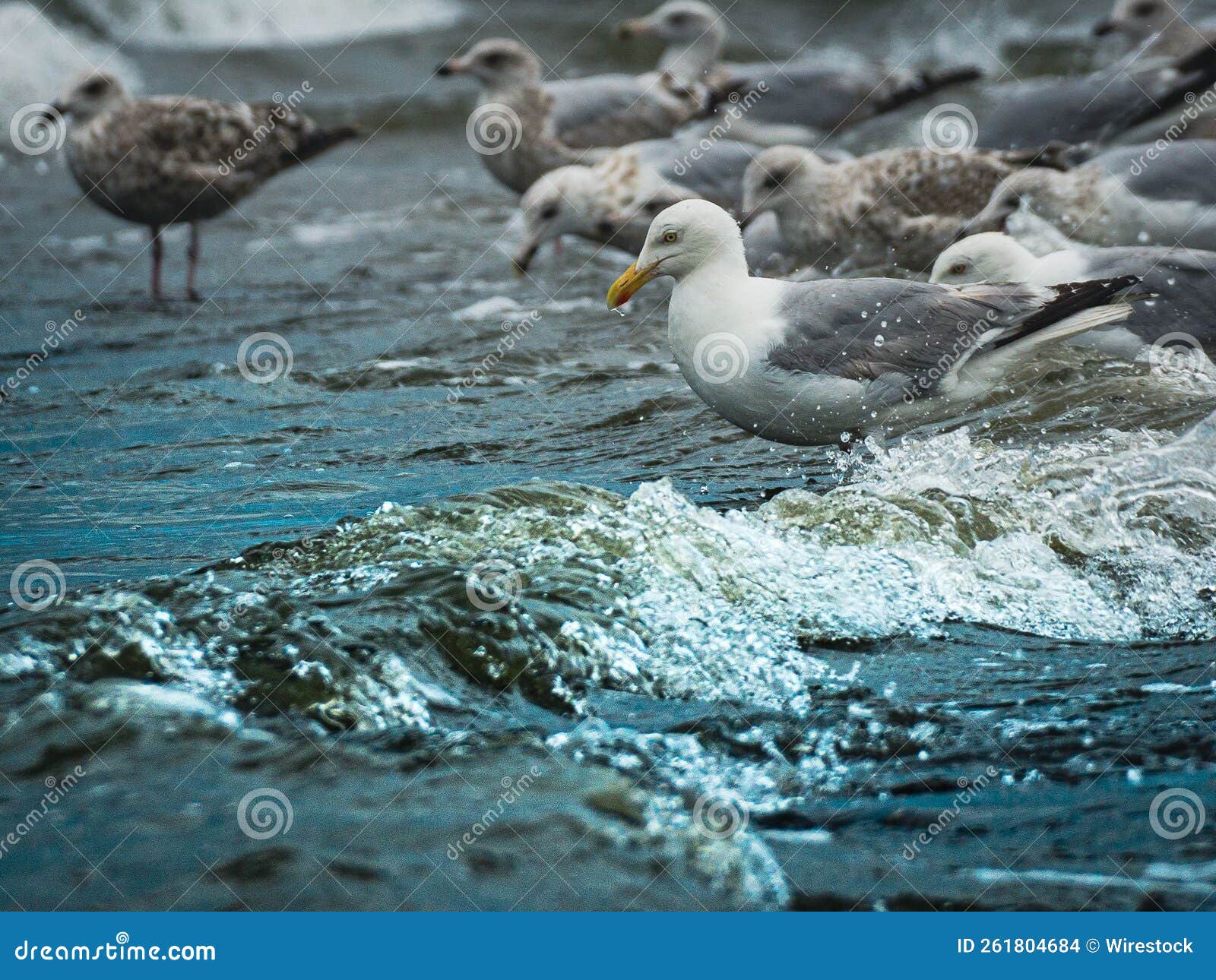 Group of White Common Gulls Near the Beach Stock Photo - Image of ...