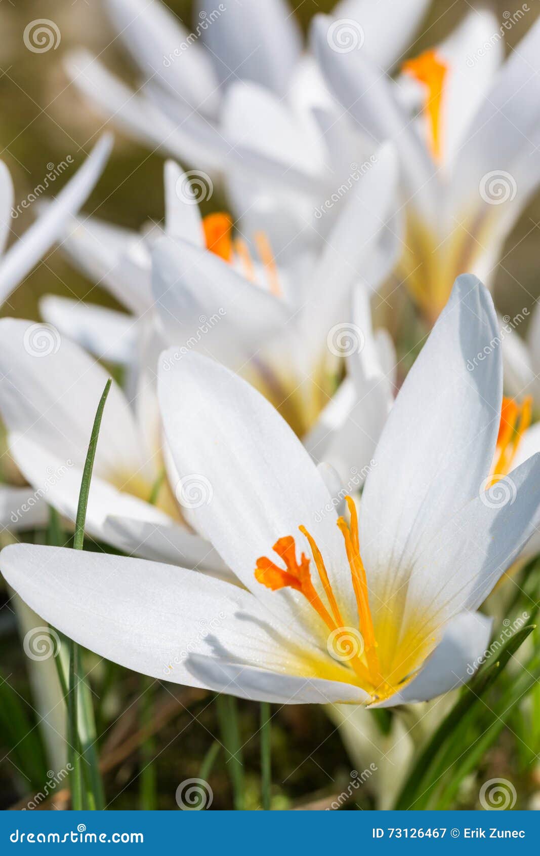 Group of white crocuses stock image. Image of crocuses - 73126467