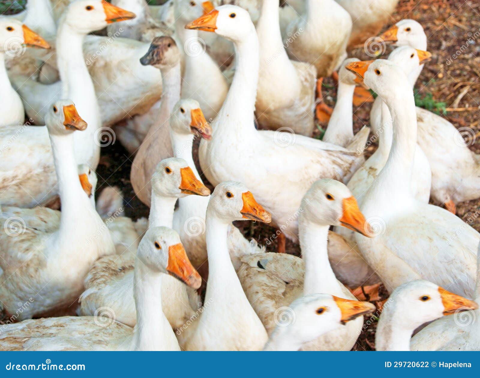 Goose band stock photo. Image of animals, birds, feathers - 29720622