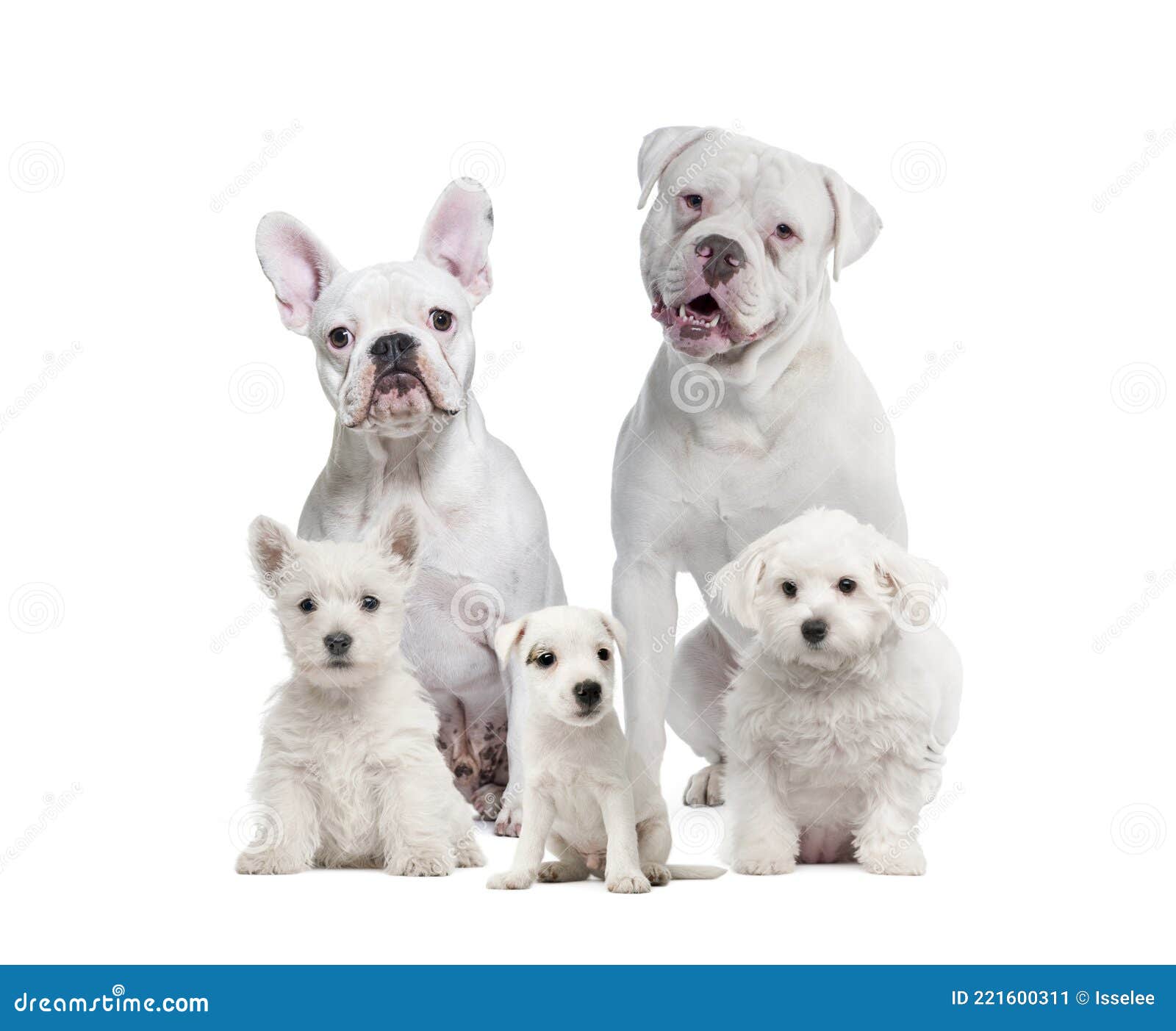 Group of White Dogs Isolated Stock Image - Image of group, west: 221600311