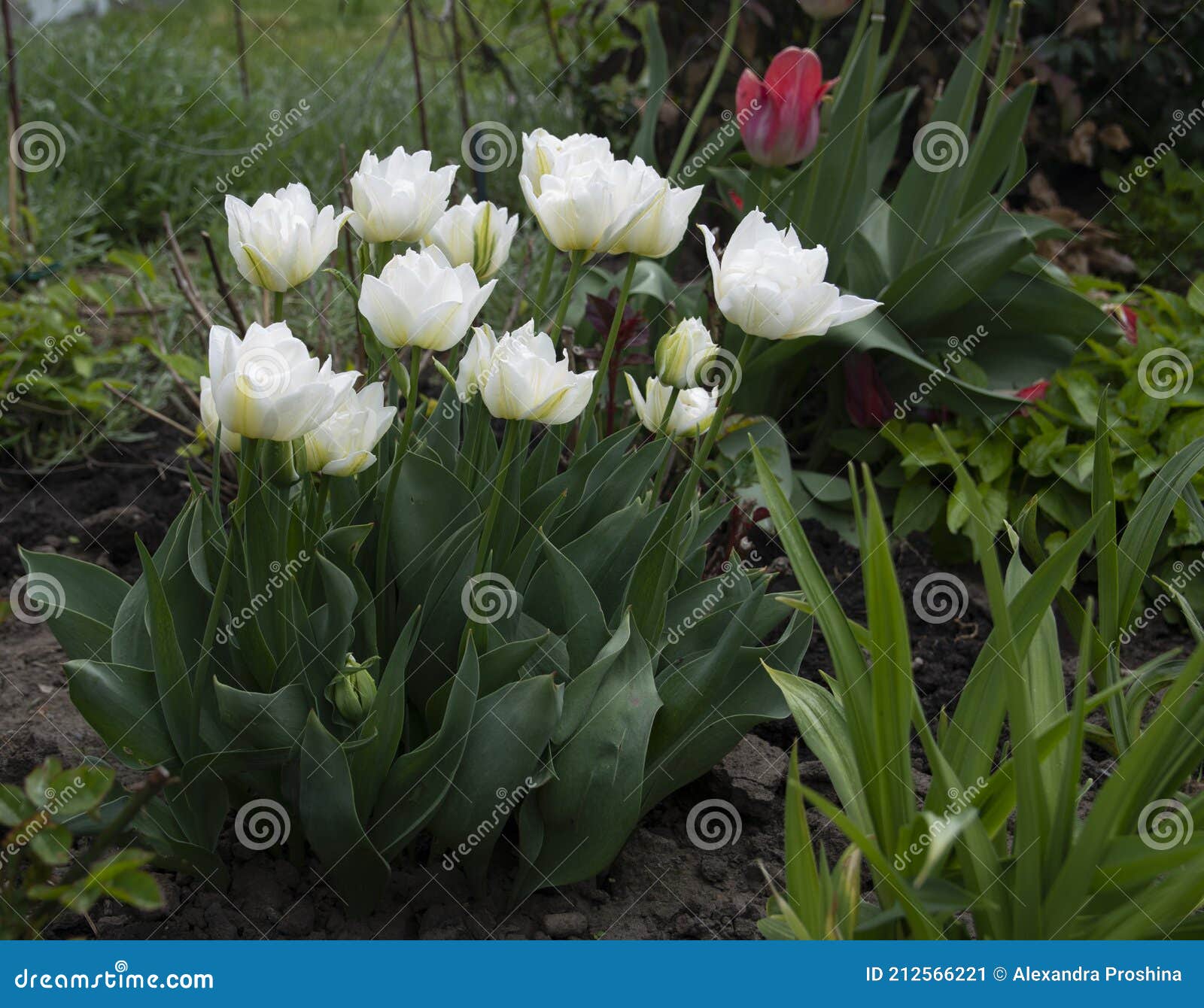 Group of White Double Flower Tulips in Spring Garden Stock Image ...
