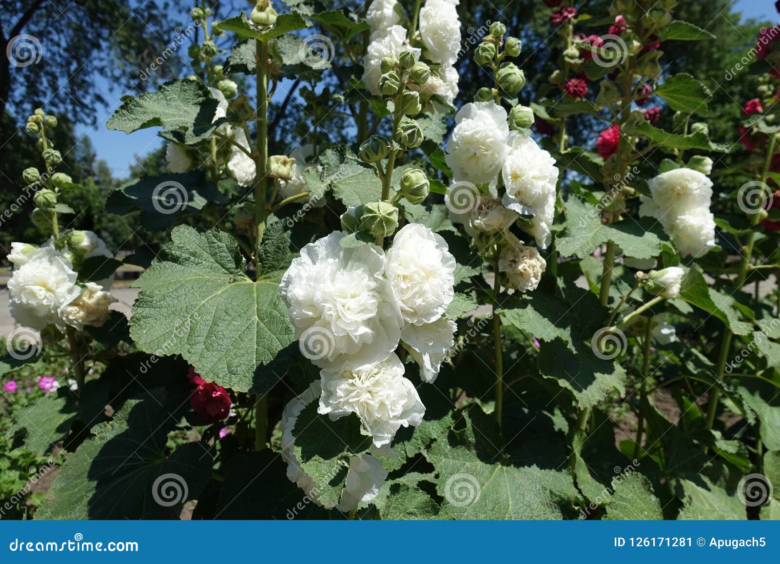Group of White Double-flowered Common Hollyhocks Stock Image - Image of ...