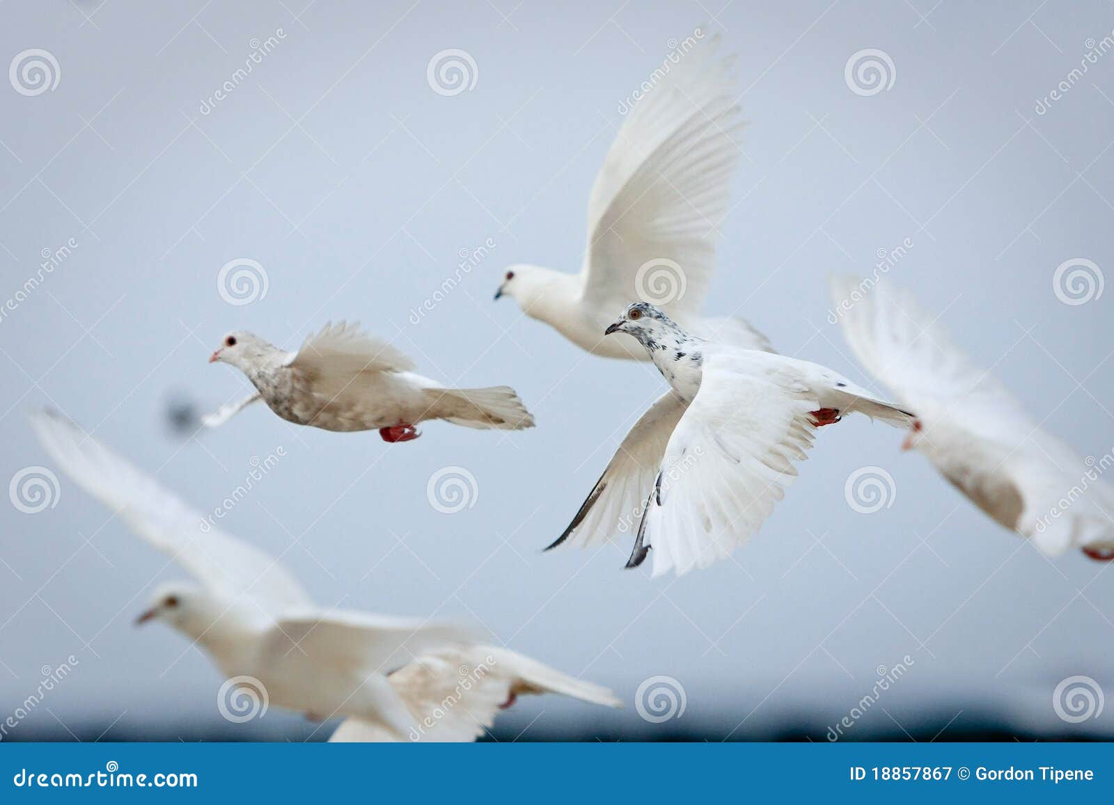 Group of White Doves in Flight Stock Image - Image of pigeons, peace ...