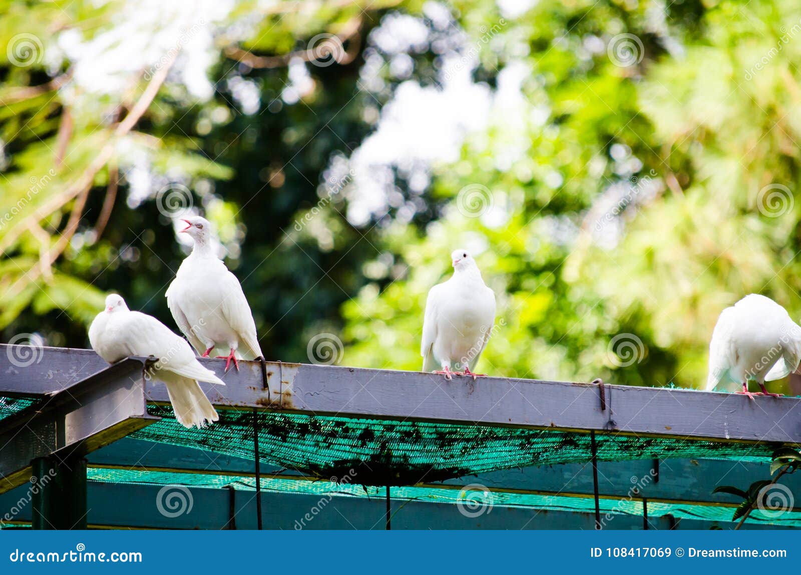 Two Doves Take Care Of Each Other Sitting On A Stone Fence Royalty-Free ...