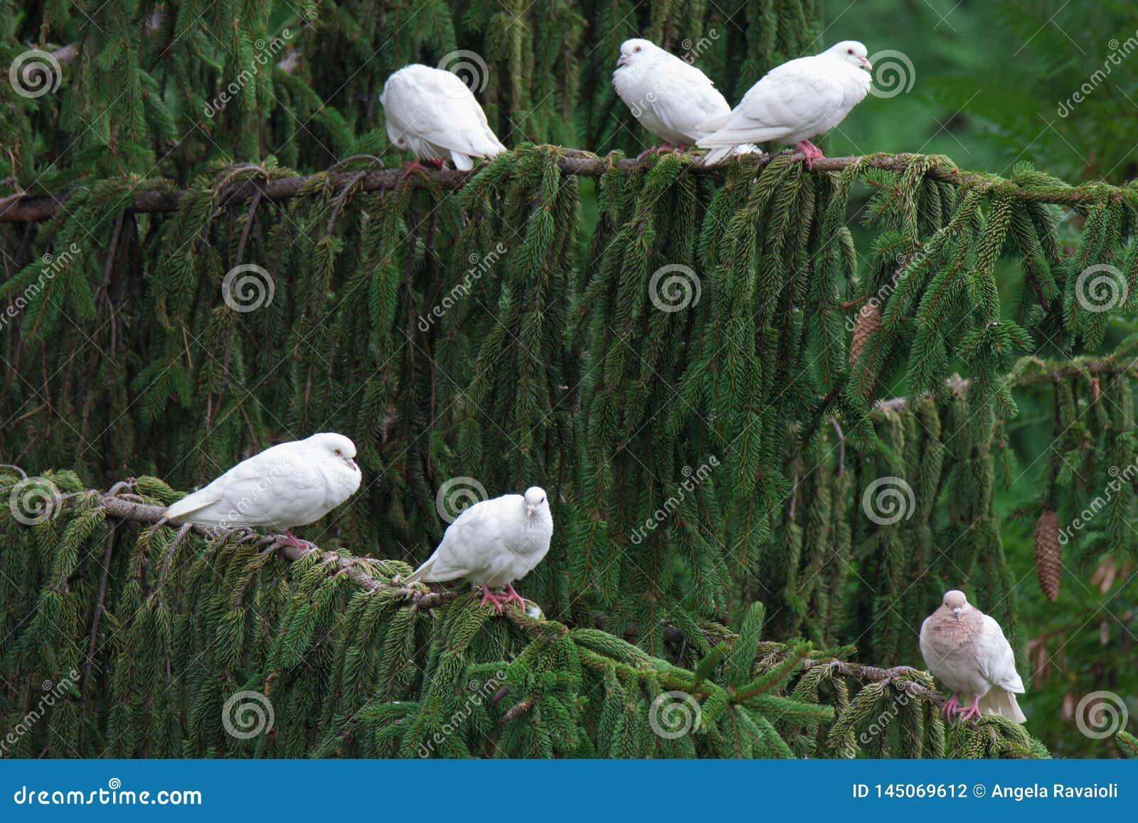 Group of white dovs stock photo. Image of garden, feather - 145069612