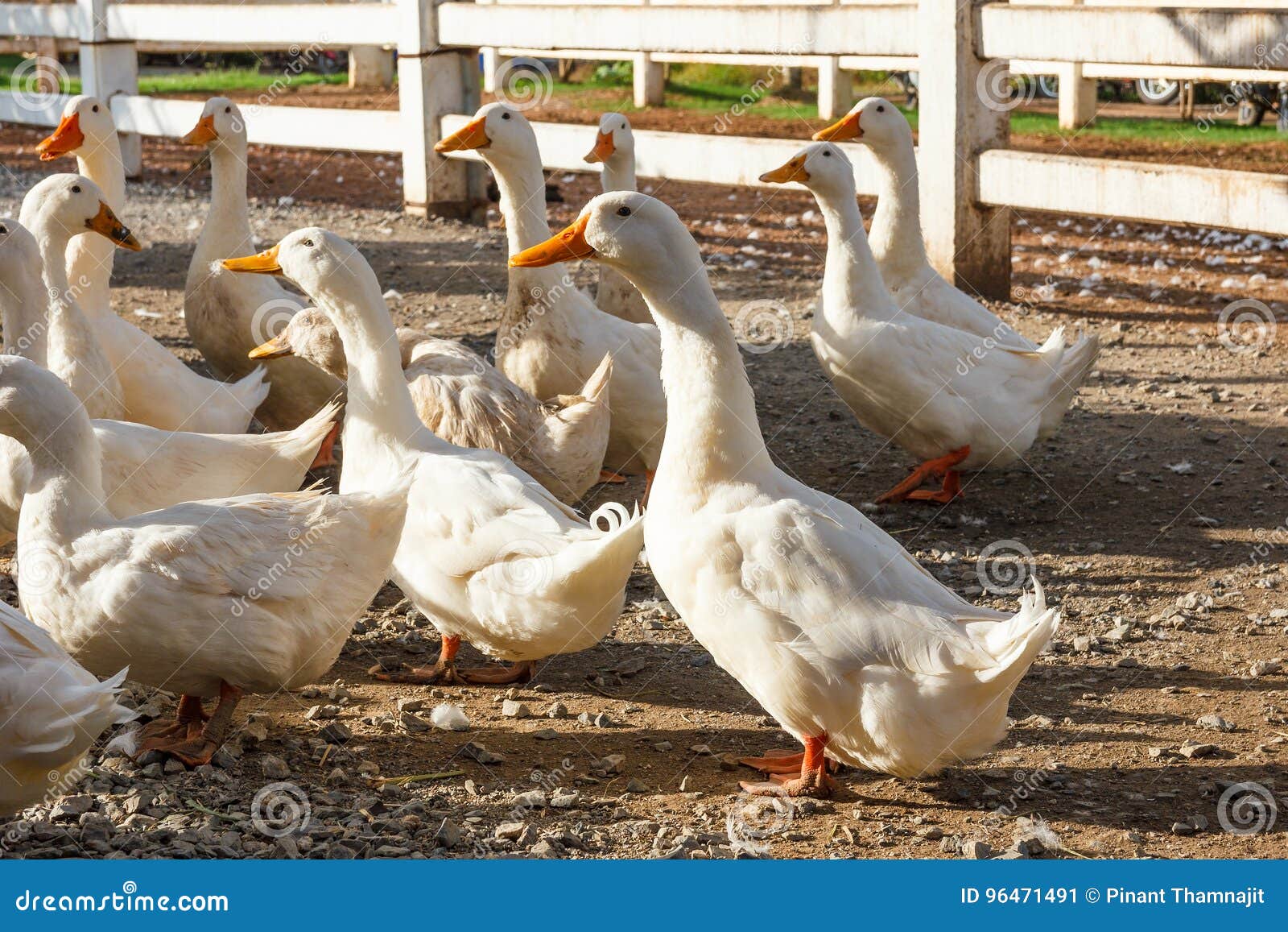 Group of White Duck Walking. Stock Image - Image of white, fowl: 96471491