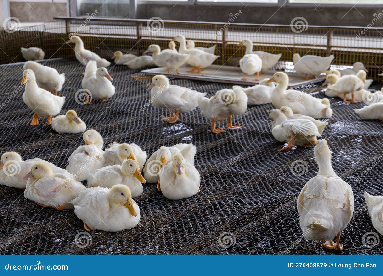 Group of White Ducks in Farm Stock Image - Image of nature, food: 276468879
