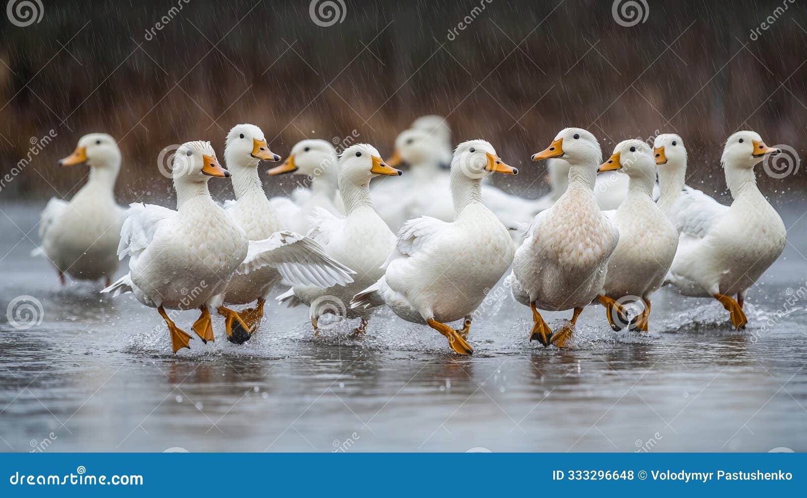 A Group of White Ducks Running in the Rain Stock Photo - Image of ...