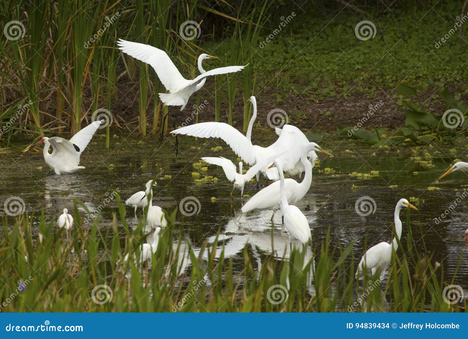 Group of White Egrets Wading in a Swamp in Florida. Stock Photo - Image ...