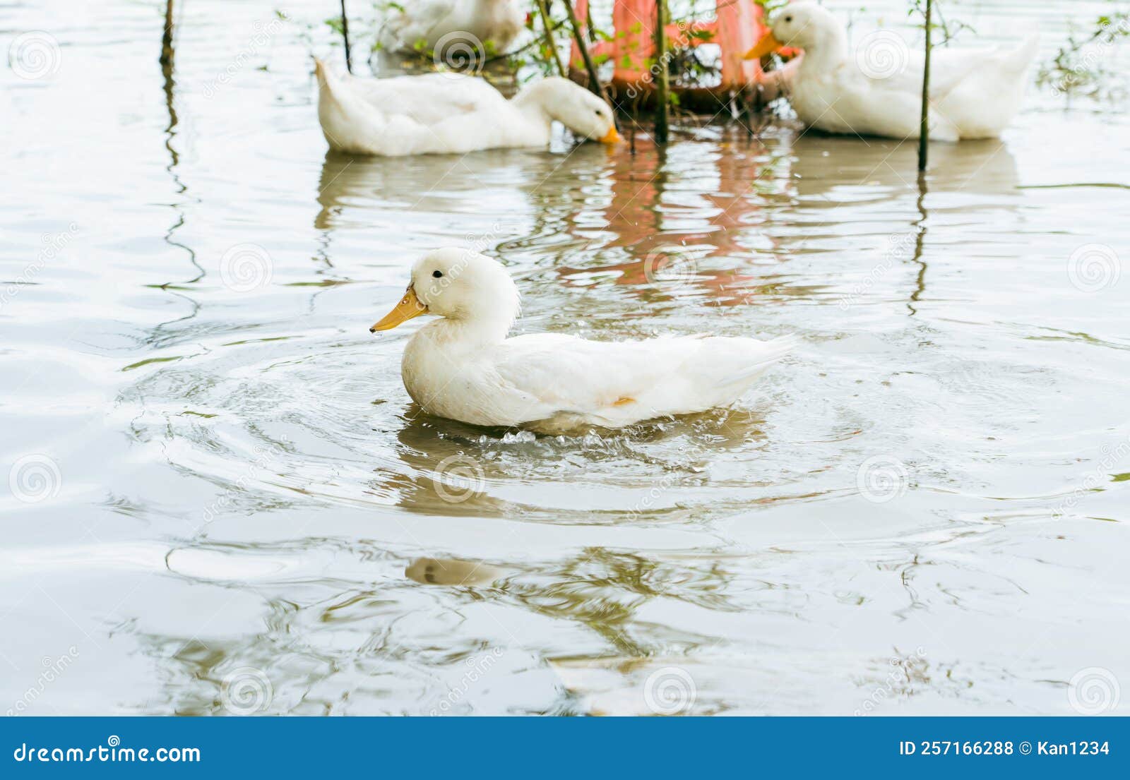 Group of White Farm Ducks Swimming in the Pool Stock Photo - Image of ...