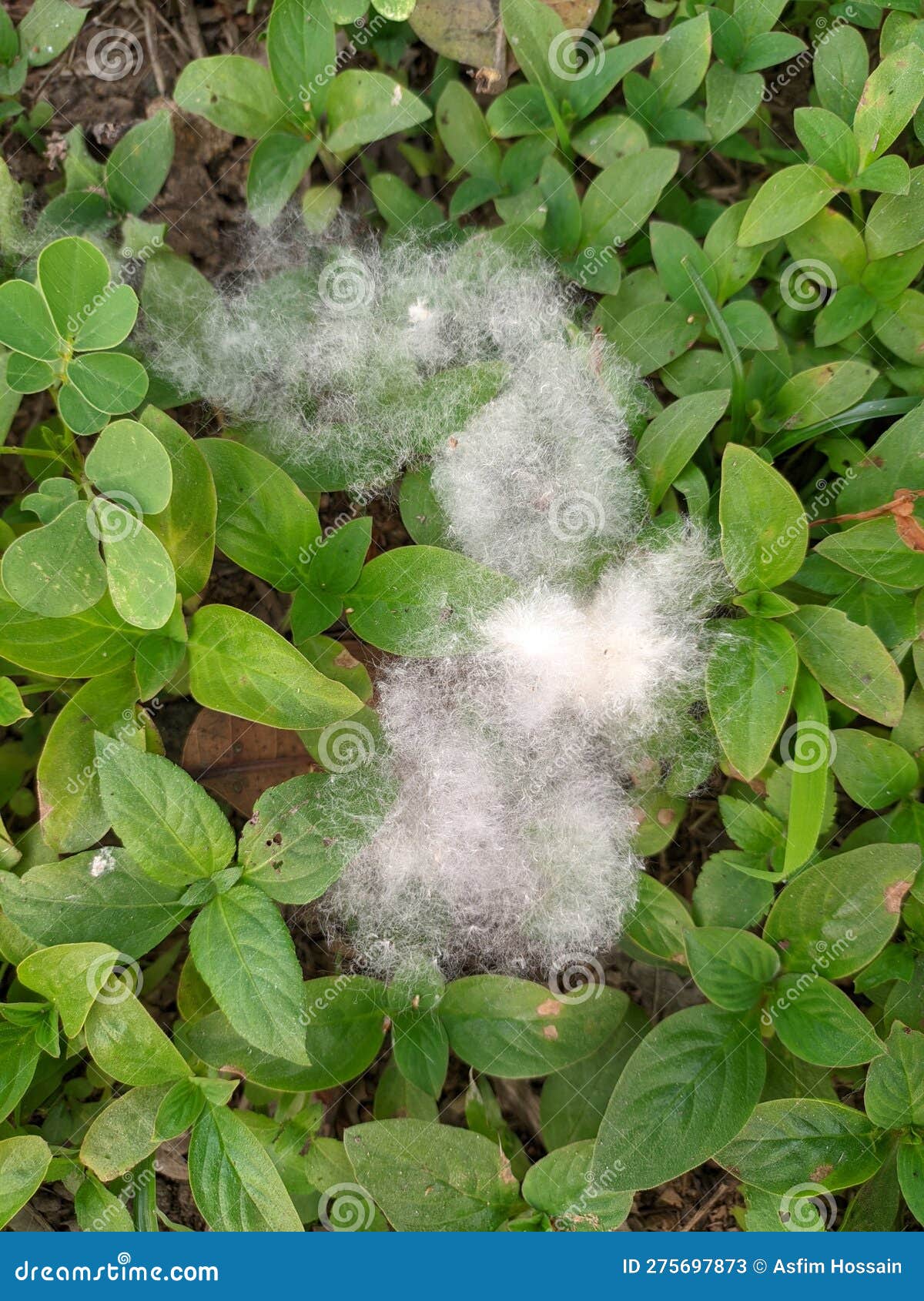 A Group of White Fluffy Objects on Green Leaves Stock Image - Image of ...