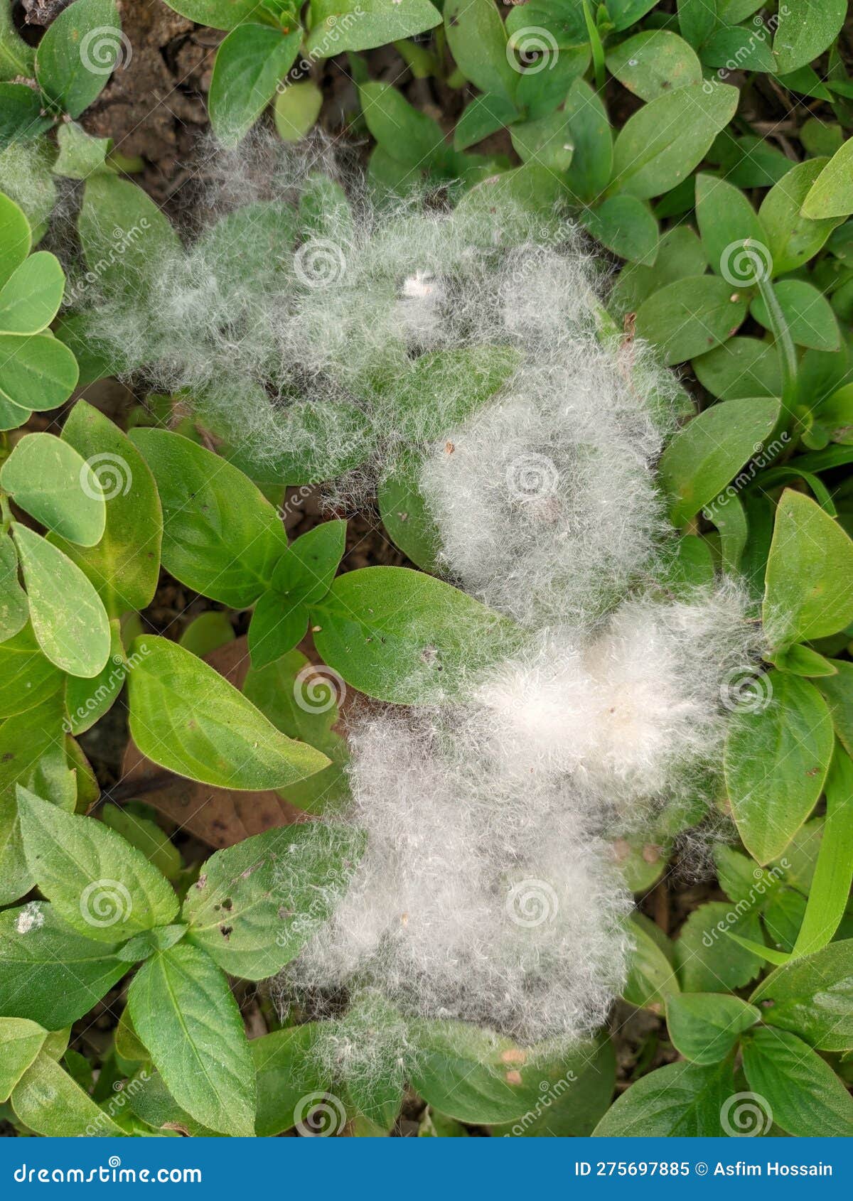 A Group of White Fluffy Objects on Green Leaves Stock Image - Image of ...