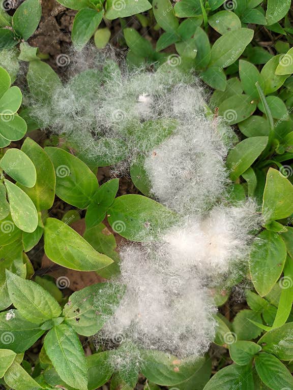 A Group of White Fluffy Objects on Green Leaves Stock Image - Image of ...