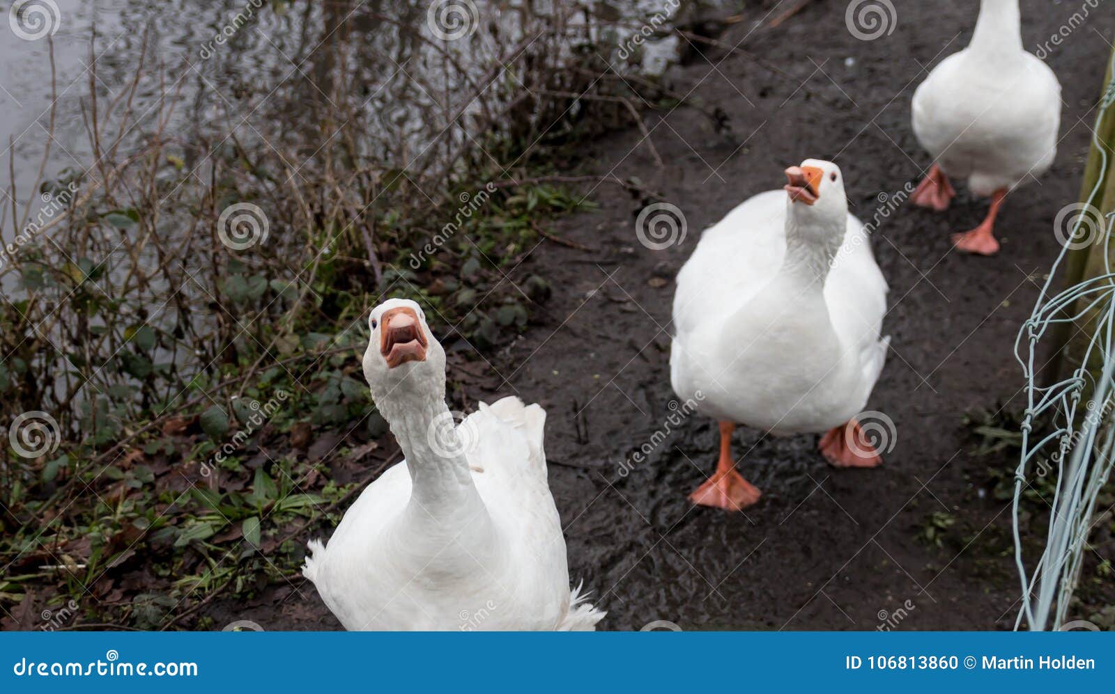 Geese Attack stock photo. Image of animal, goose, pond - 106813860
