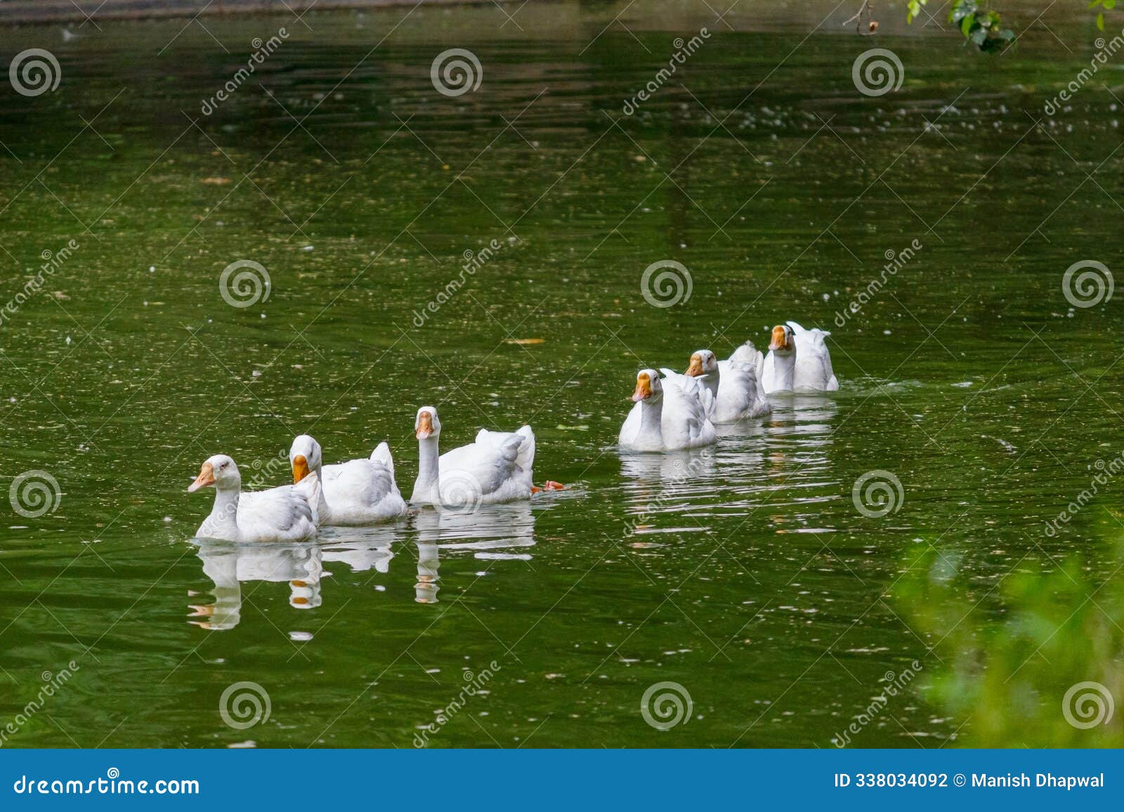 Group of White Geese Swimming in a Line Stock Photo - Image of animals ...