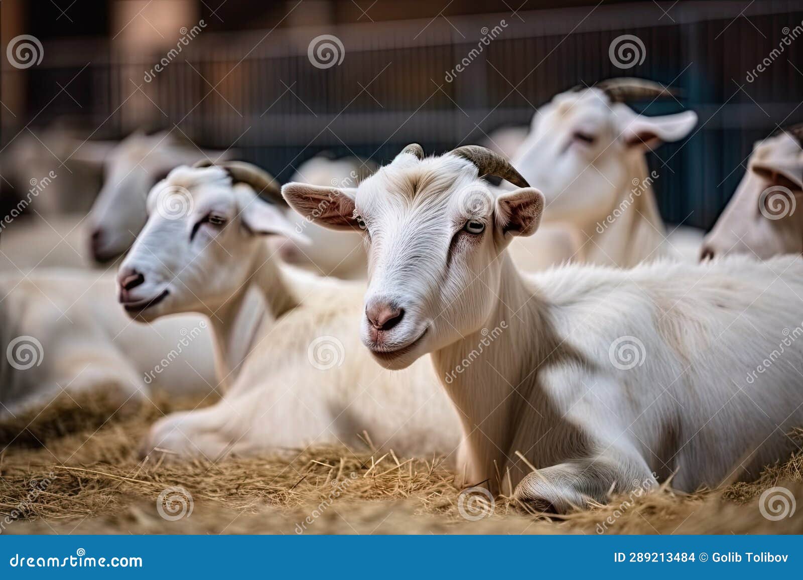 A Group of White Goats Laying Down in Hay Stock Photo - Image of ...