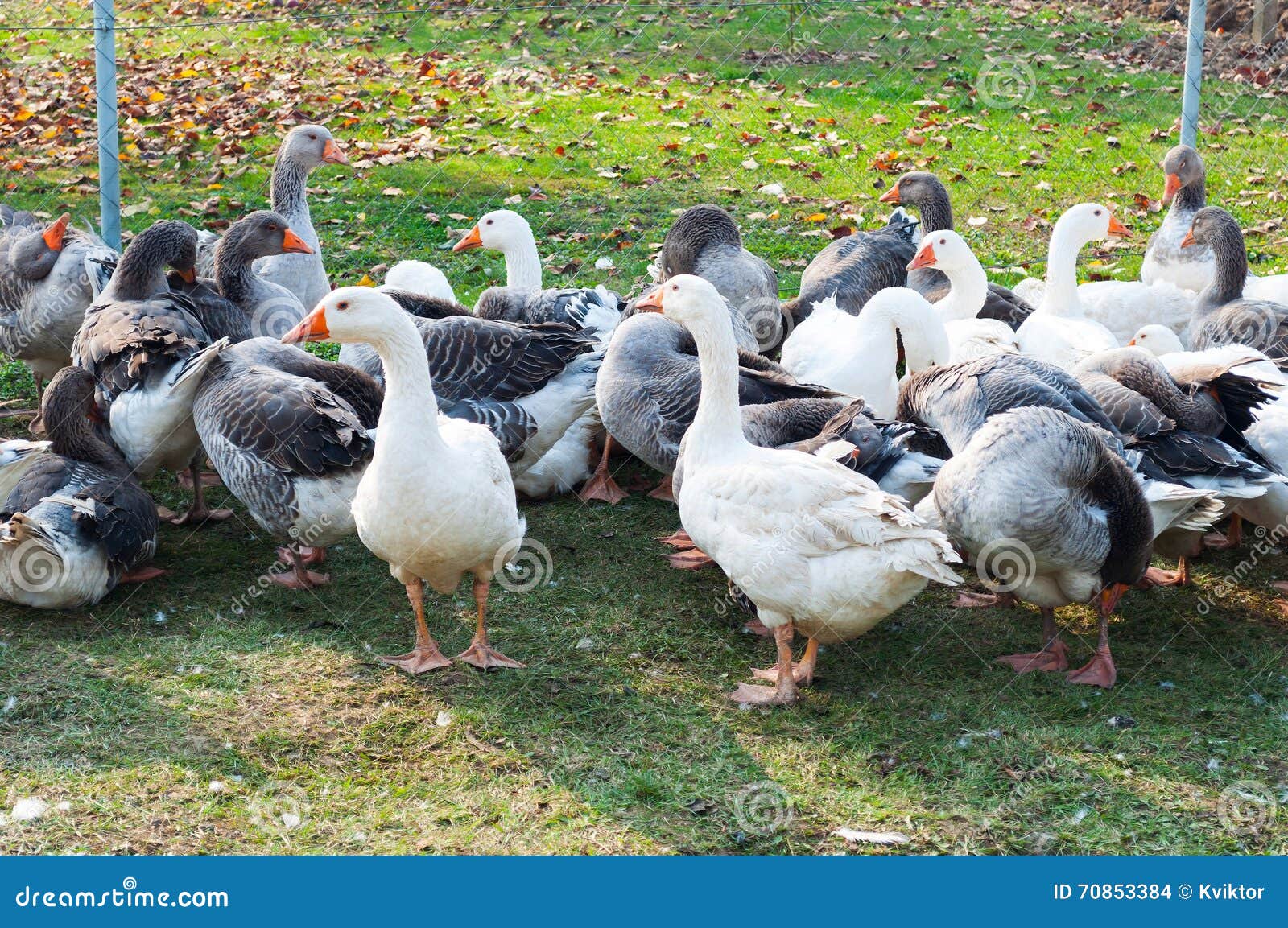 Group of White and Gray Geese Stock Photo - Image of geese, background ...
