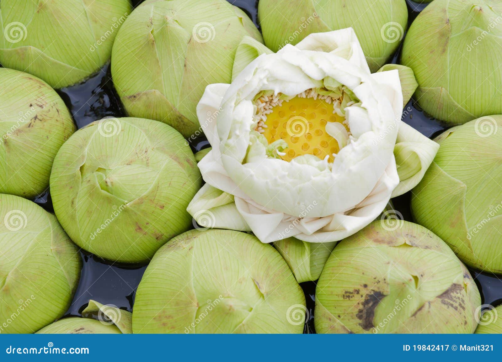 Group of white lotus. stock image. Image of nature, petal - 19842417