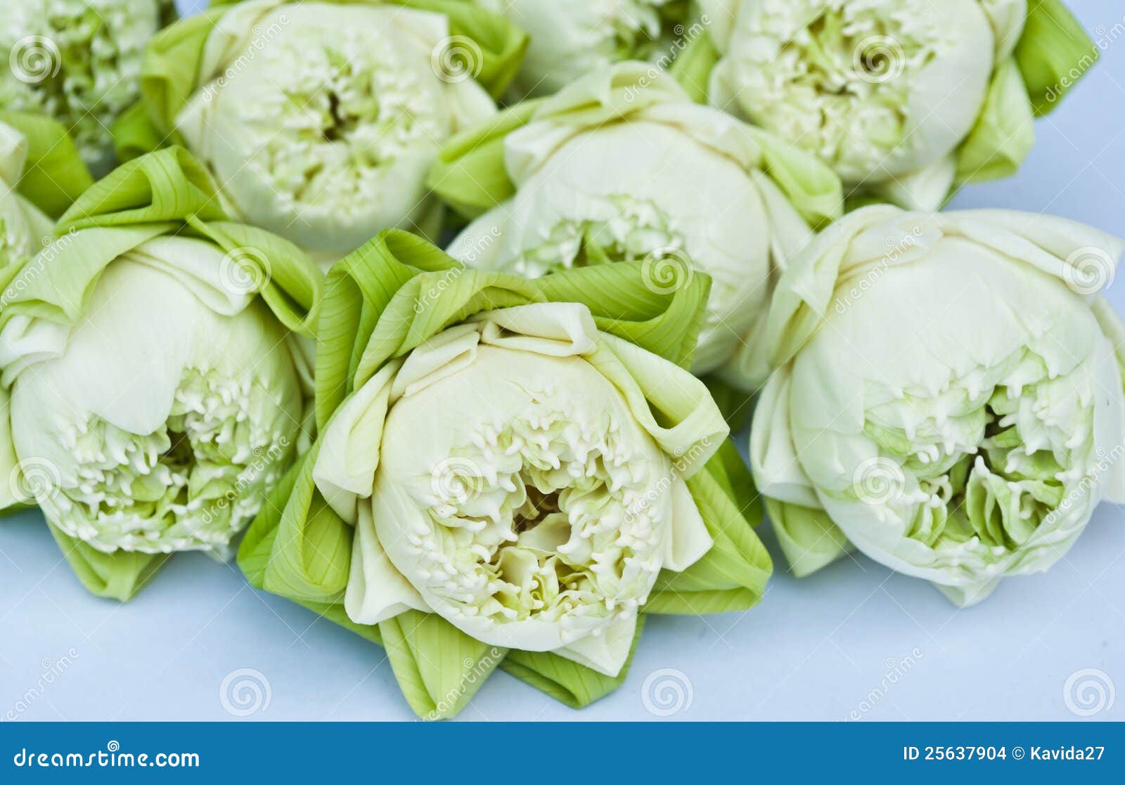 A group of white lotus stock photo. Image of green, lotus - 25637904