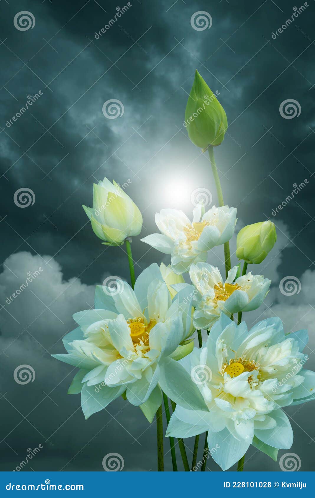 A Group of White Lotus Flowers and Buds in the Dramatic Sky Background ...