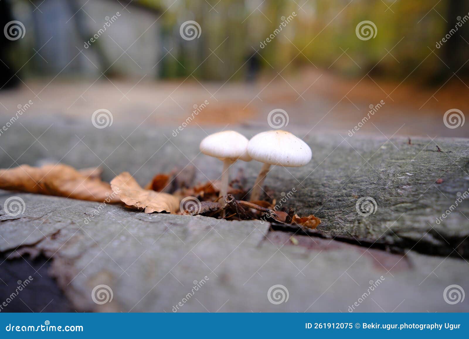 White mushrom stock image. Image of macro, forest, healthy - 261912075