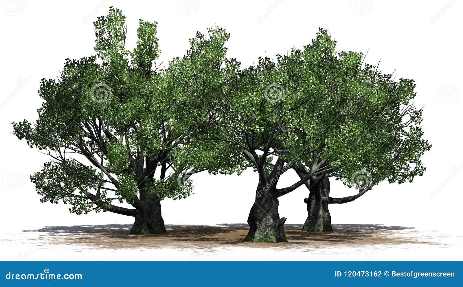 A Group of White Oak Trees on a Sand Erea Stock Photo - Image of ...