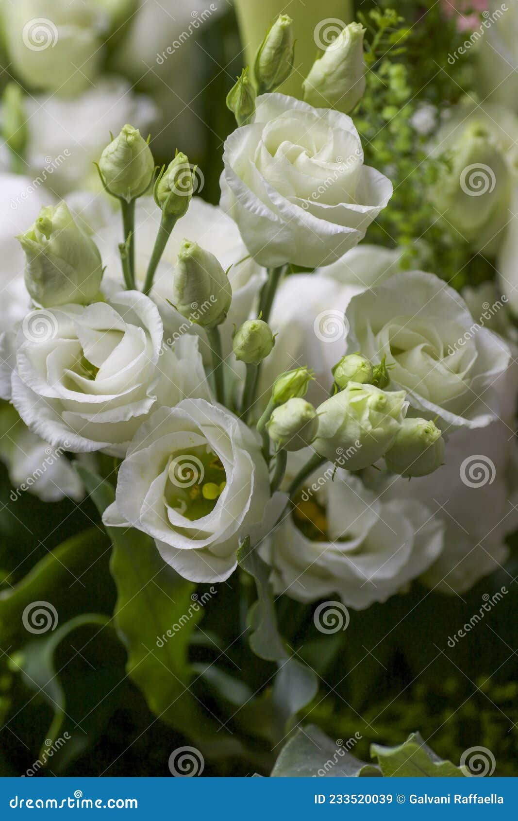 Group of White Roses and Buds in a Bouquet Stock Image - Image of ...