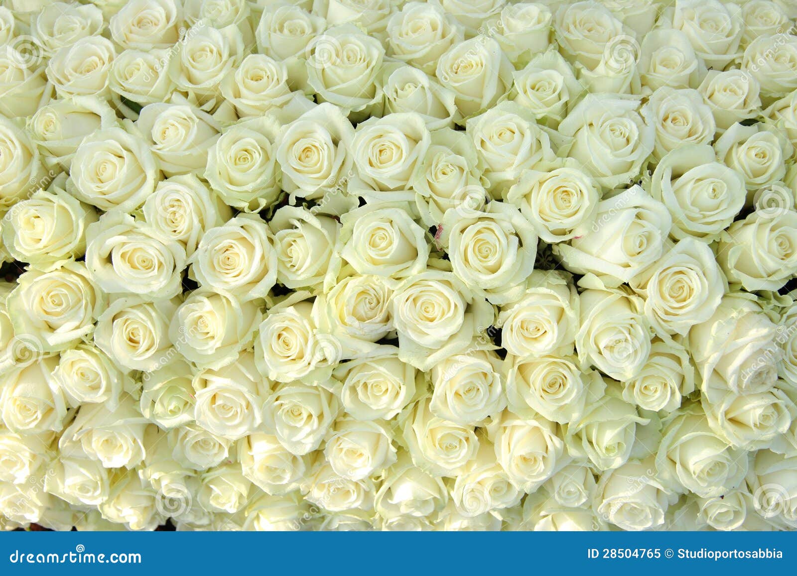 Group of White Roses, Wedding Decorations Stock Image - Image of ...