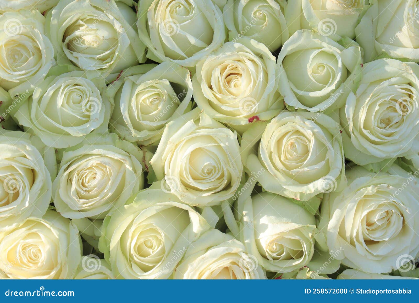 Group of White Roses, Wedding Decorations Stock Photo - Image of ...