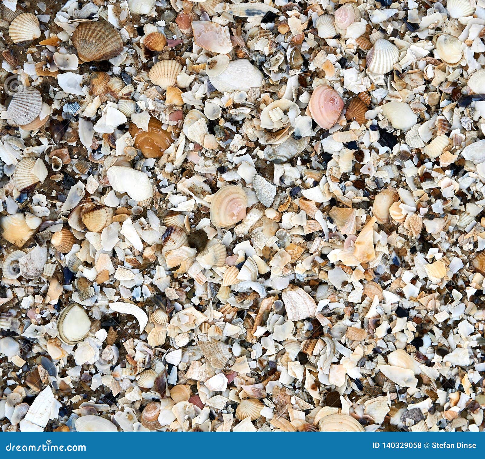 Group of white sea shells stock photo. Image of seashell - 140329058