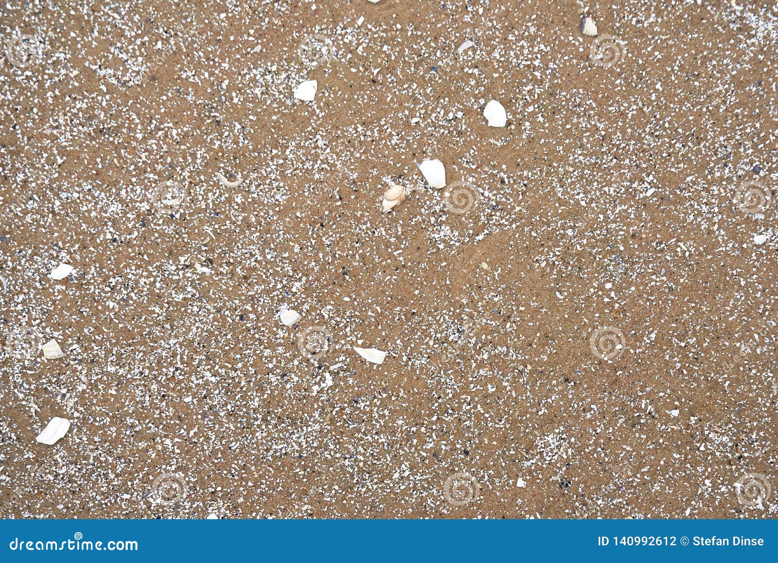 Group of White Sea Shells on Beach Stock Photo - Image of selection ...