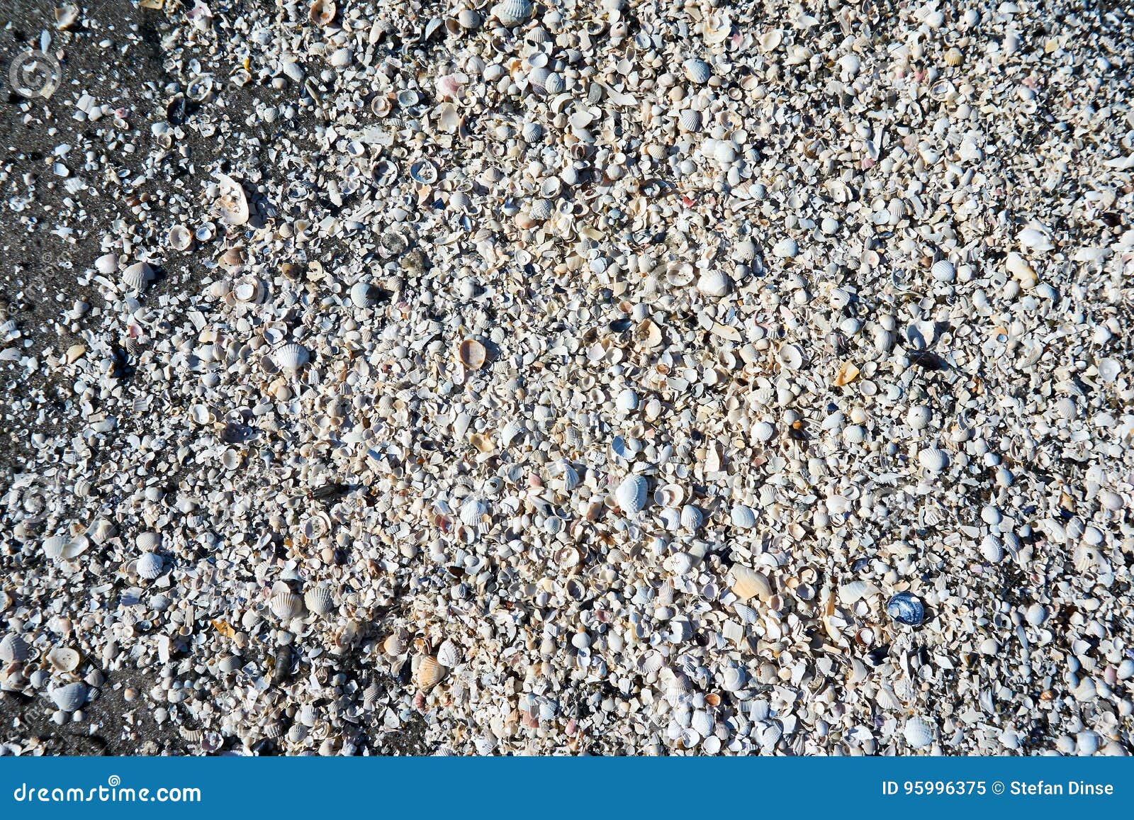 Group of white sea shells stock image. Image of nature - 95996375