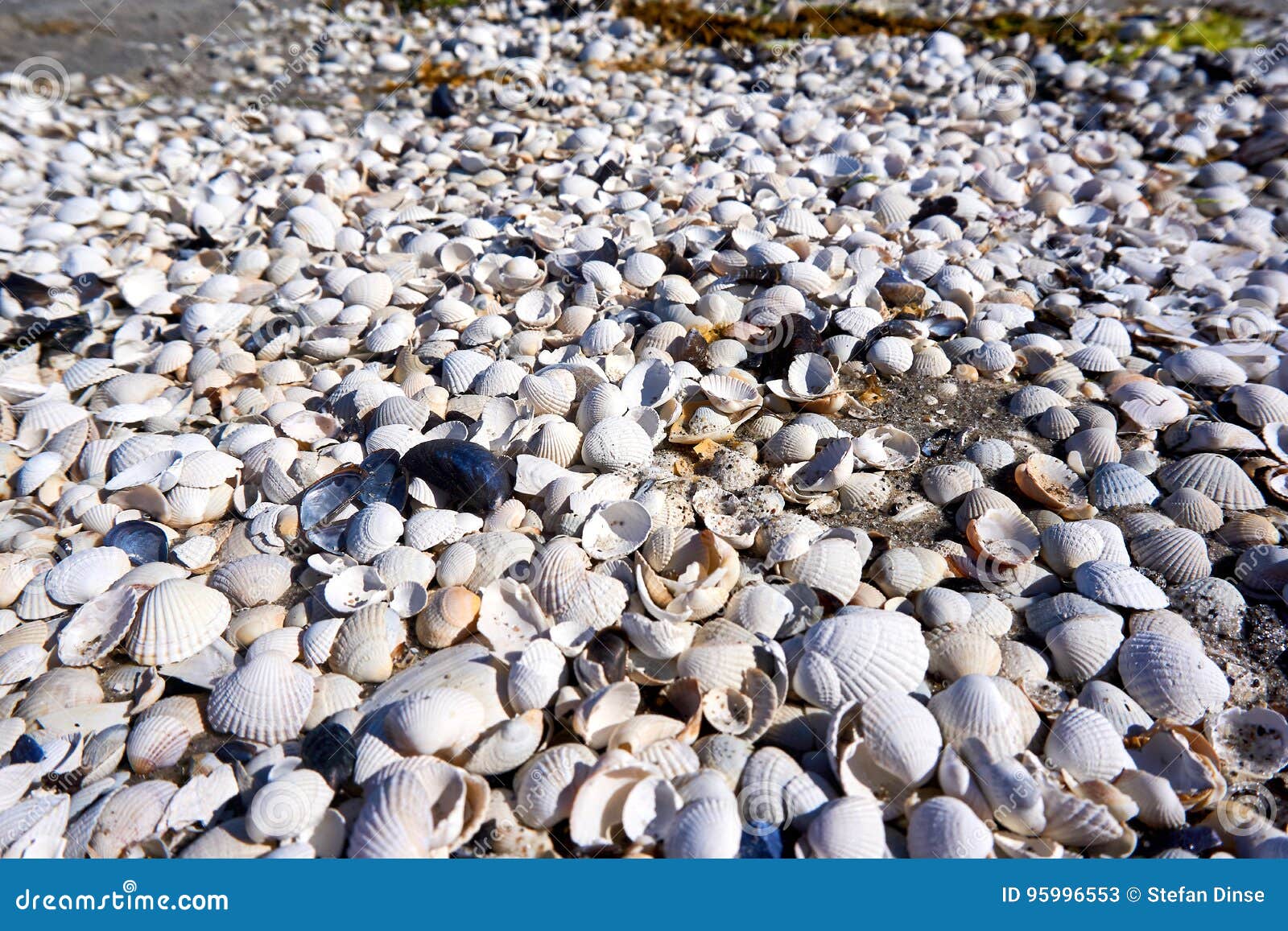 Group of white sea shells stock image. Image of summer - 95996553