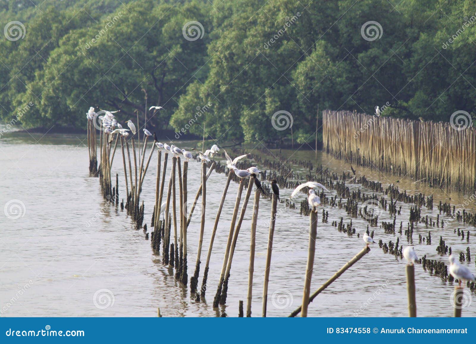 Group of White Seagull Foreground Soft Focus Standing on Long Stick ...