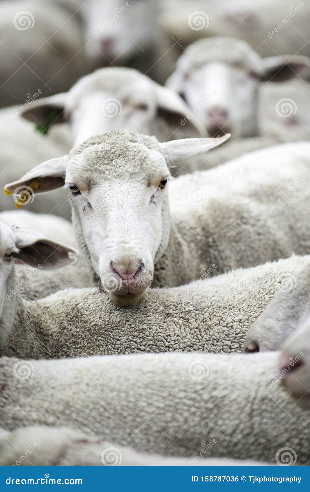 Group of White Sheep, Close Up, Hudled, Moving, in-transit, Herd Stock ...