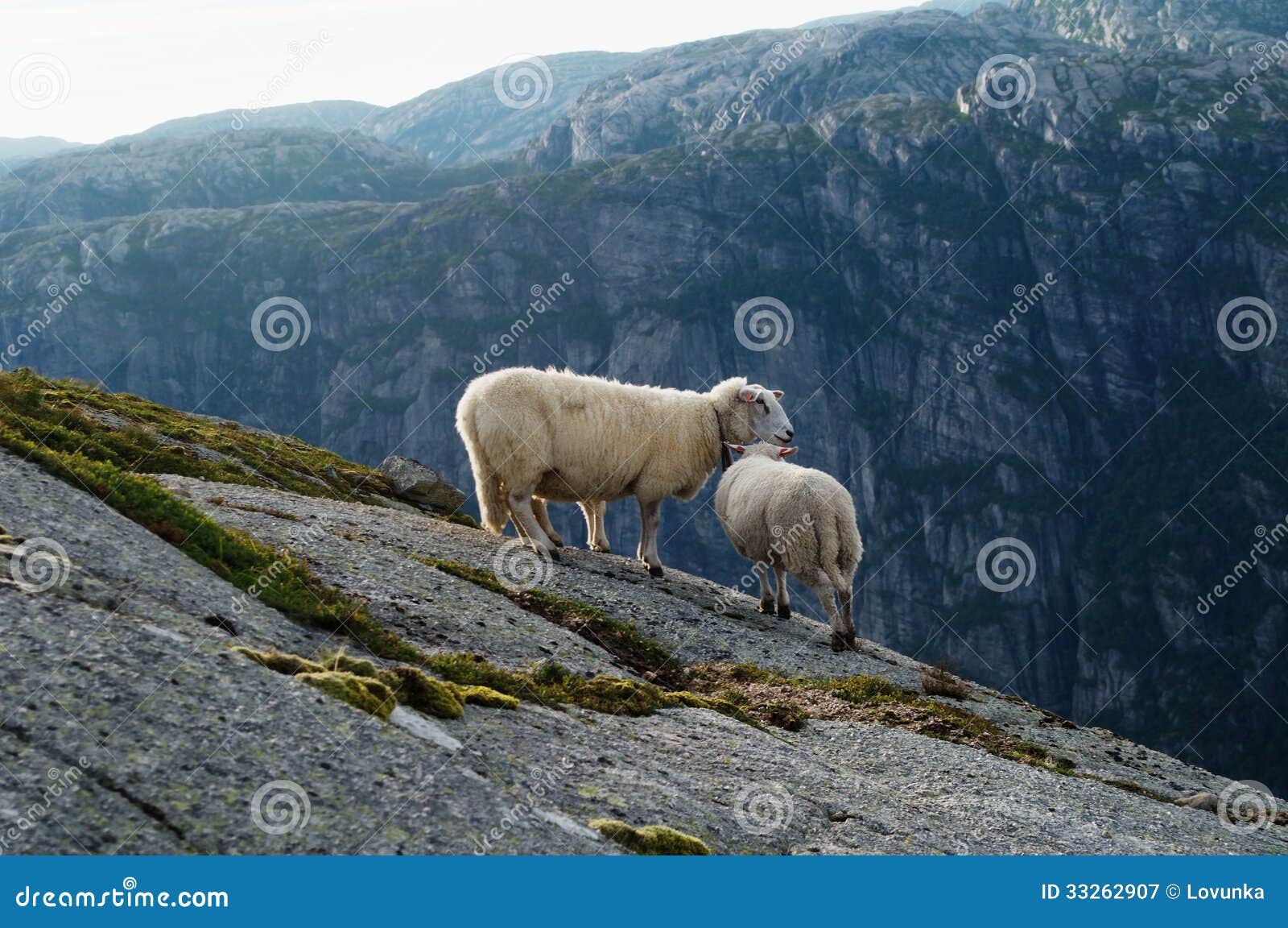 White Sheep Group Grazing Green Lush Grass On Stone Texture, Indian ...