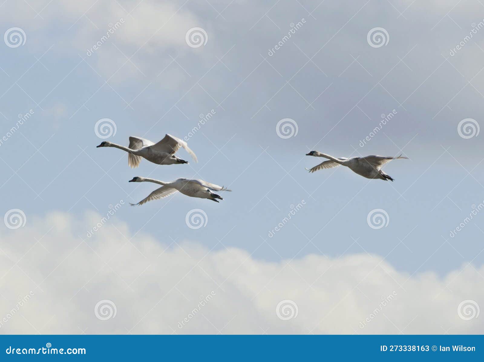 Three swans in flight stock image. Image of mates, mate - 273338163