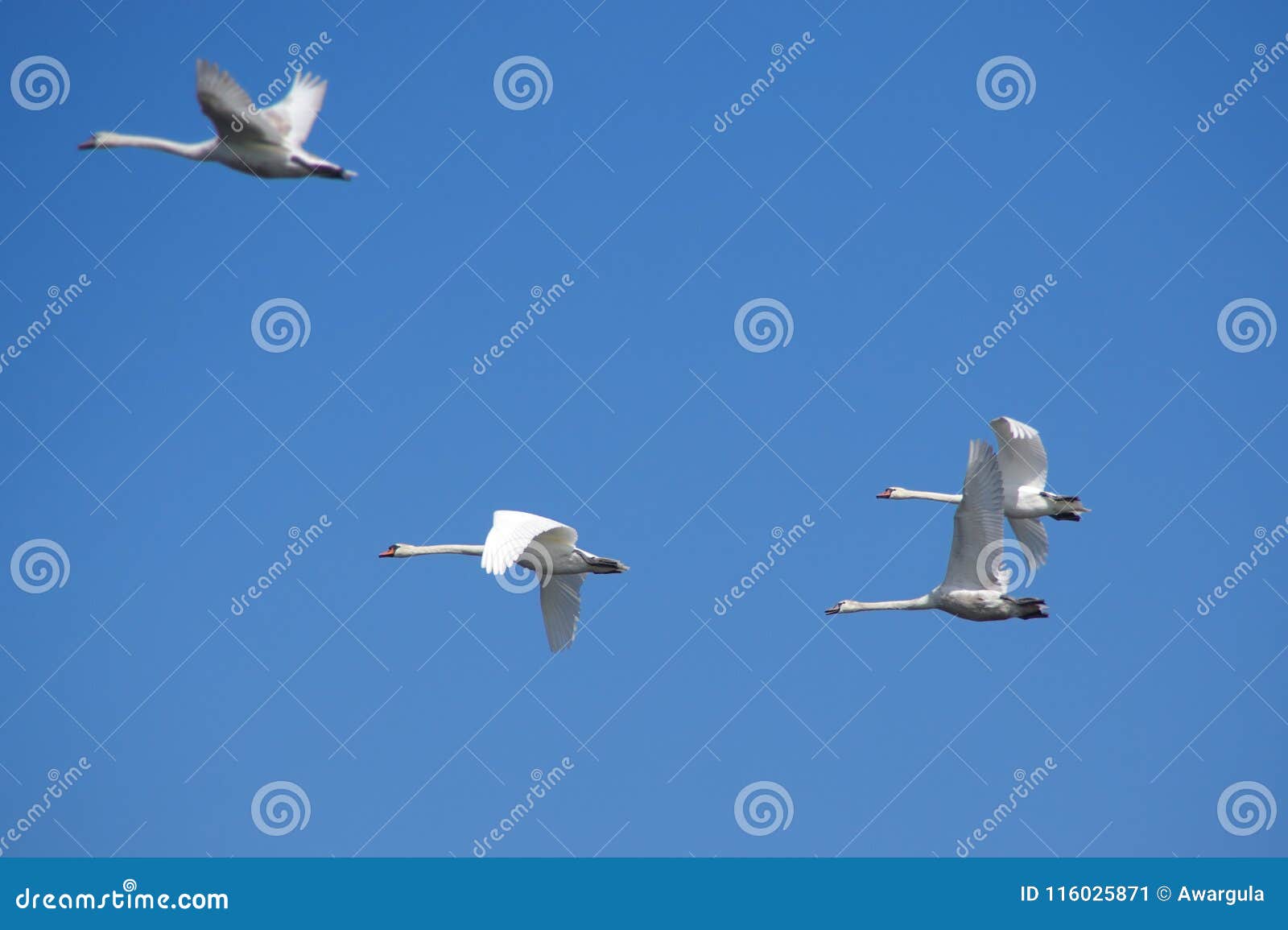 Swans flying stock image. Image of wildlife, nature - 116025871