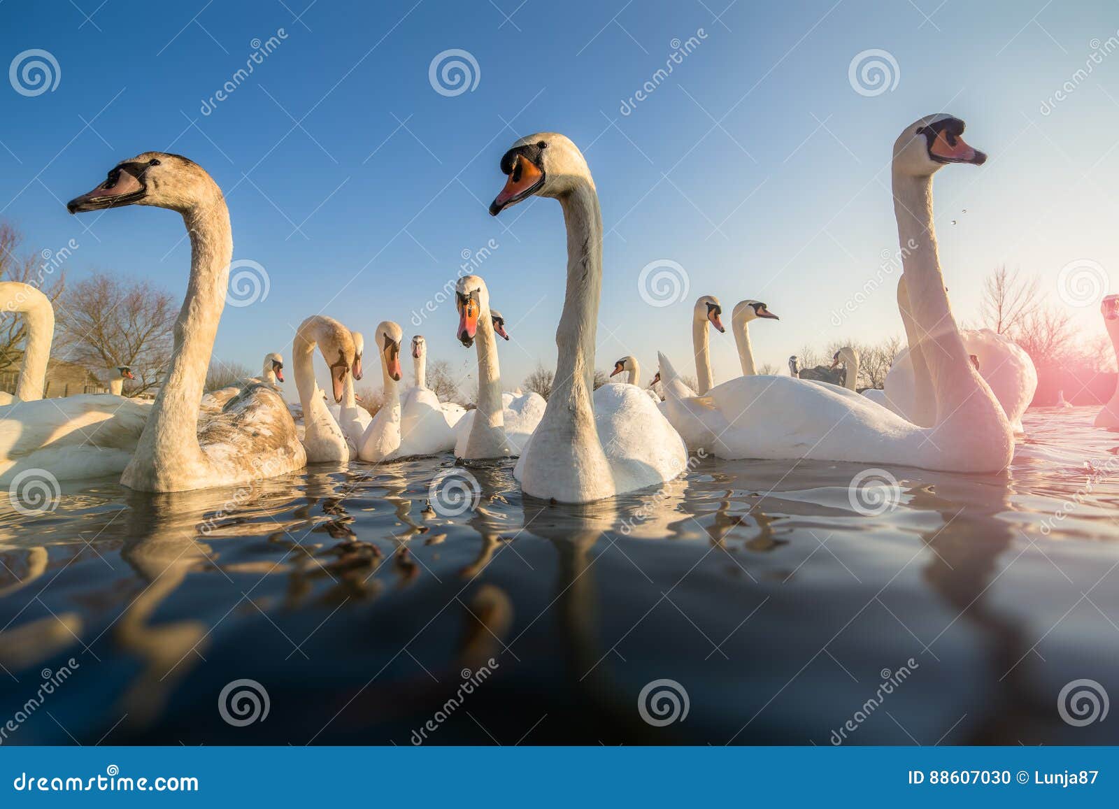Group of white swans stock photo. Image of landscape - 88607030