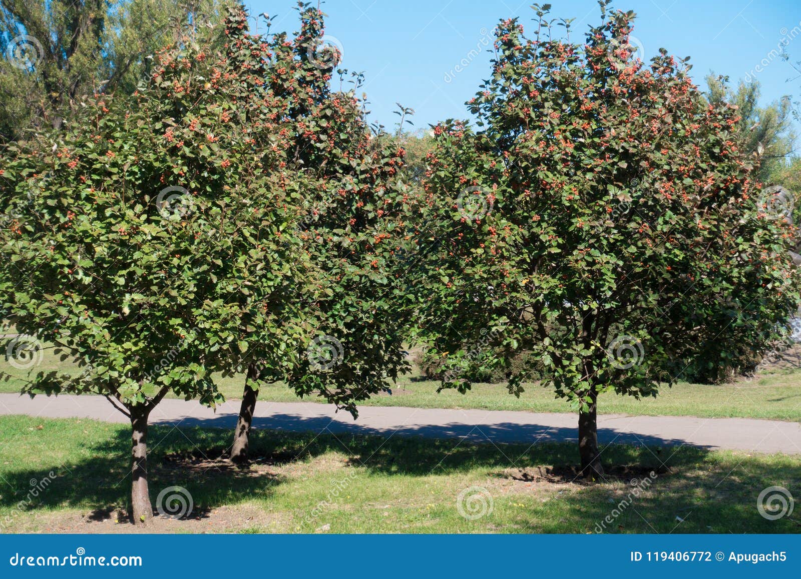 Group of Whitebeam Trees in the Park Stock Photo - Image of beam ...