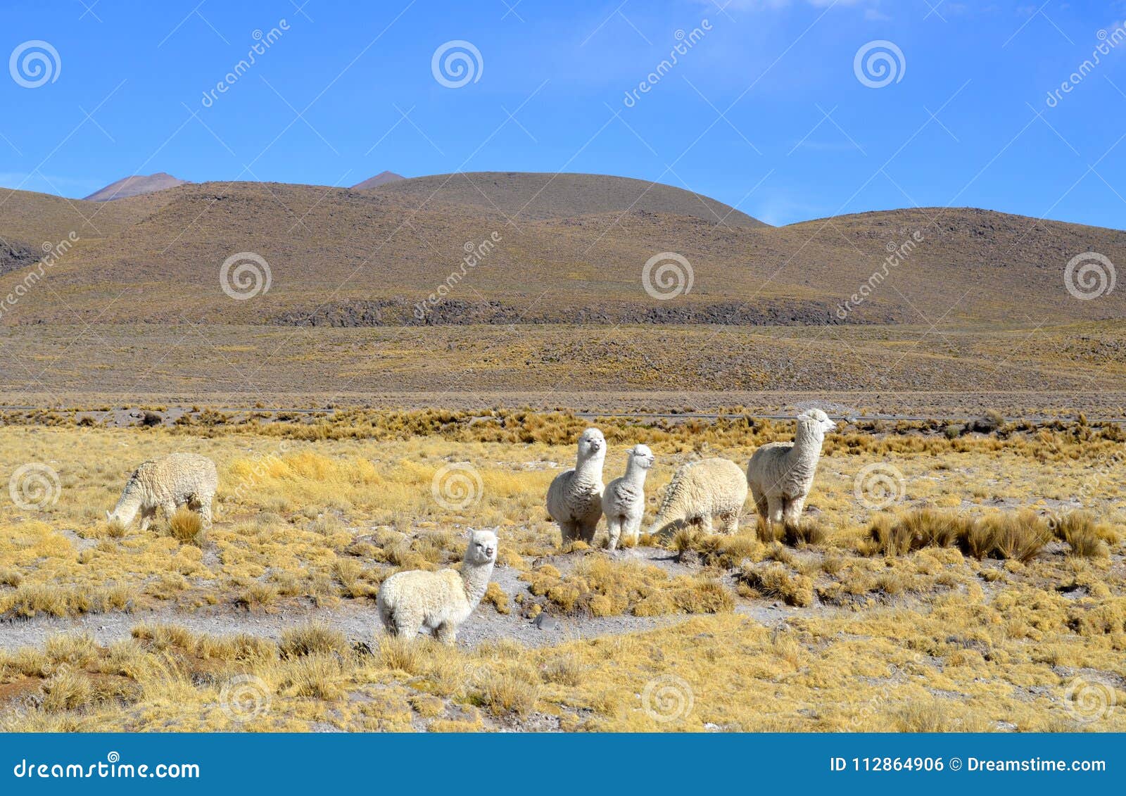 Group of Whithe Alpacas in Andes Mountains, Peru Stock Photo - Image of ...