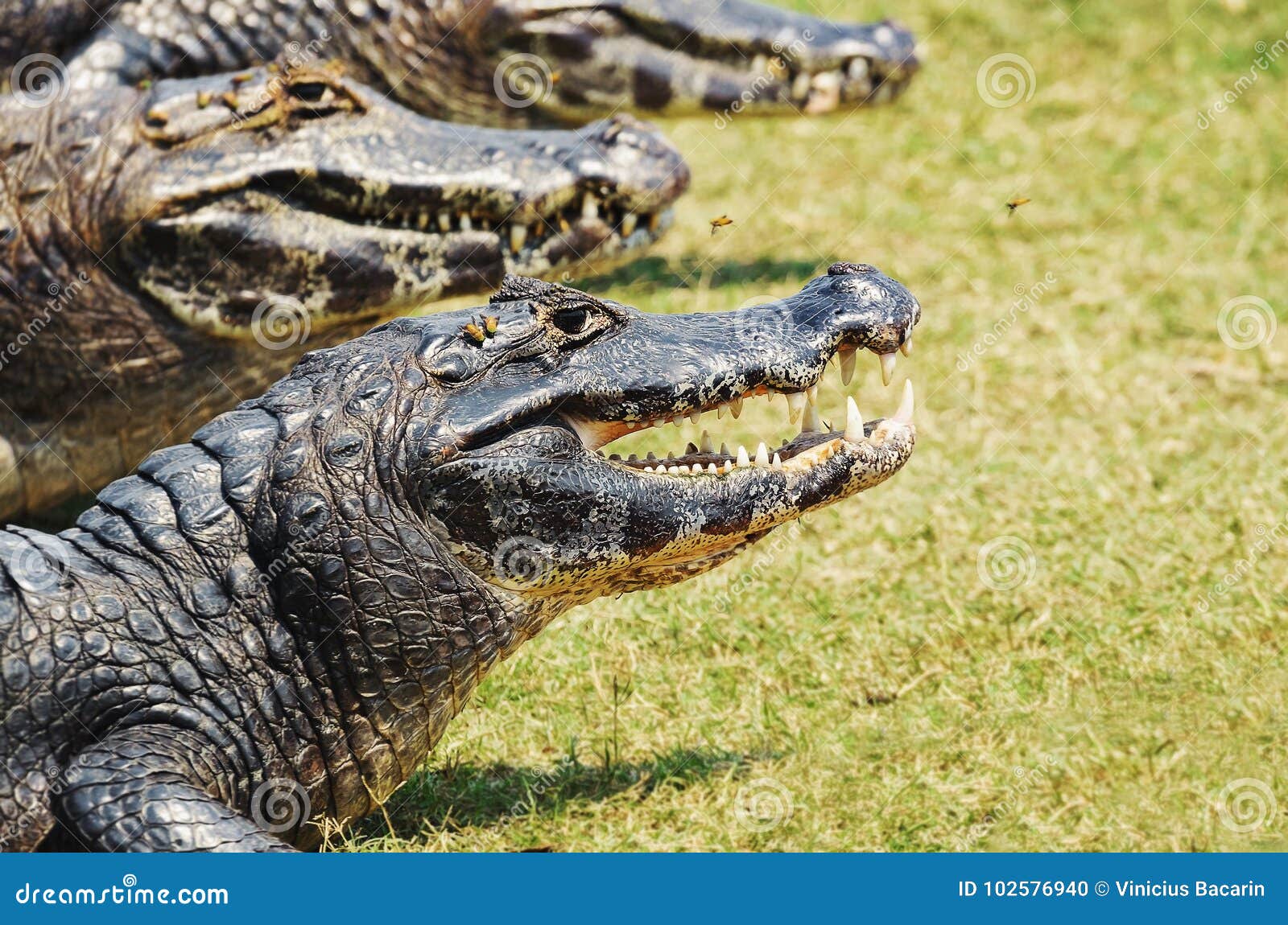 Group of Wild Alligator Taking a Sunbath on Grass in Pantanal Stock ...
