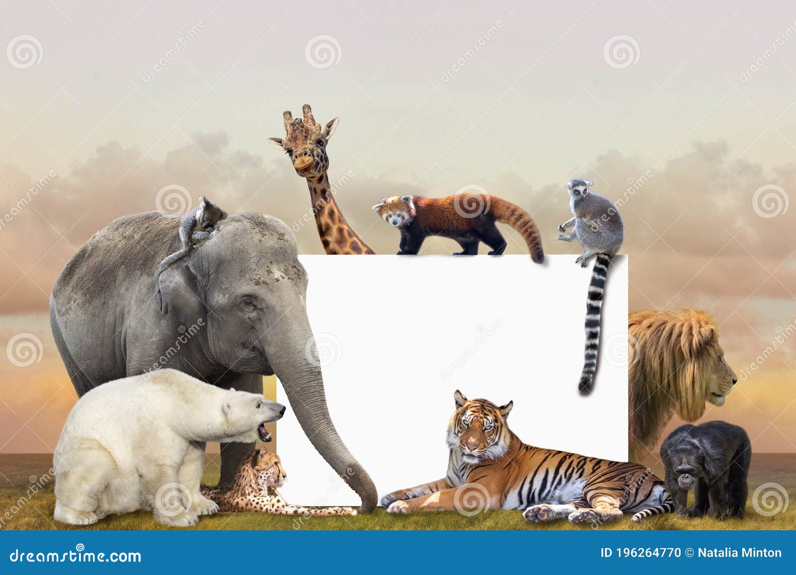 Group of Wild Animals Blank Photo Frame Stock Photo - Image of ...